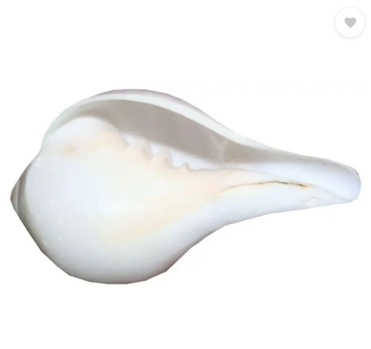 SG MUSICAL Conch – LEWAITS AI SOUTIONS